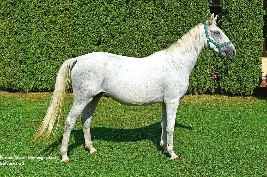 Történelmi ménesbirtokok, őshonos lovaink - képes összeállítás